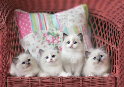 Ragdoll Cat Desktop Wallpaper