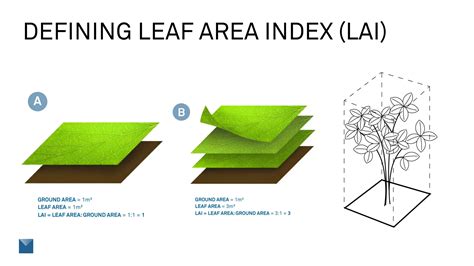The Complete Guide To Leaf Area Index Pdf