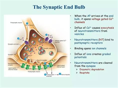 Ppt The Synaptic End Bulb Powerpoint Presentation Id 5748976