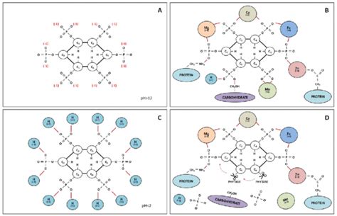Phytic Acid Everything You Need To Know Dr Robert Kiltz