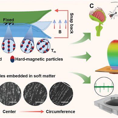 Schematic Illustration Of The Magnetdriven Soft Bistable Actuator