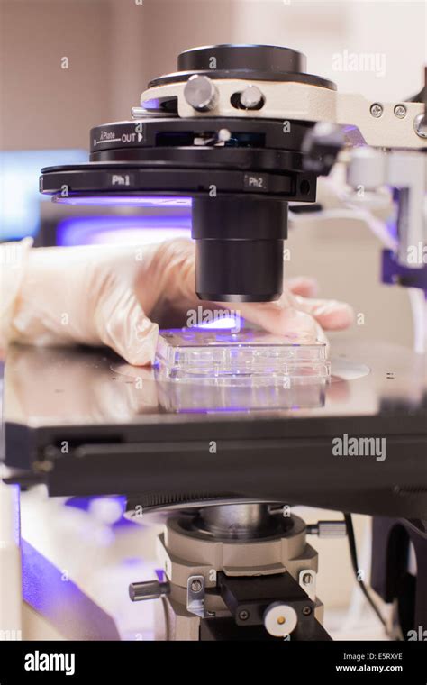 Technician At An In Vitro Fertilisation Ivf Clinic Examining Embryos