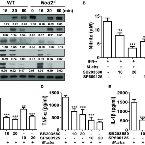 Nucleotide Binding Oligomerization Domain 2 Nod2 Controls Bacterial