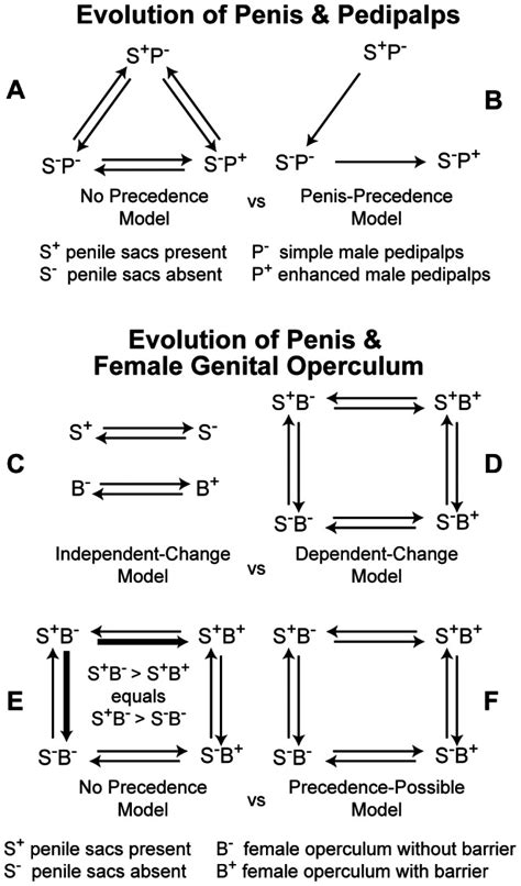 A No Precedence Model Of Male Morphological Evolution Versus B Download Scientific Diagram
