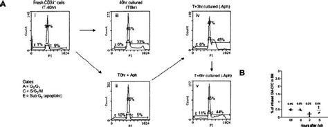 Effect Of Cell Cycle Synchronization On BM Homing Of Cultured CD34 Download High Quality