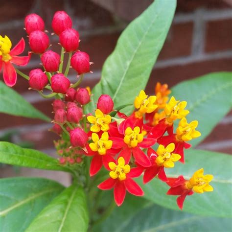 Top 40 Beautiful Tropical Flowering Plants With Names And Photos