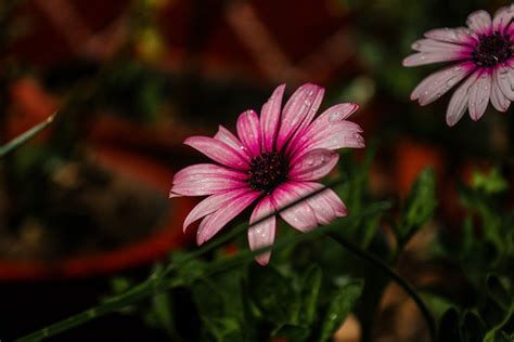 Dark Flower Purple Plant - Free photo on Pixabay