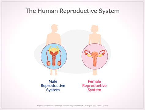 The Human Reproductive System Its Parts And Functions
