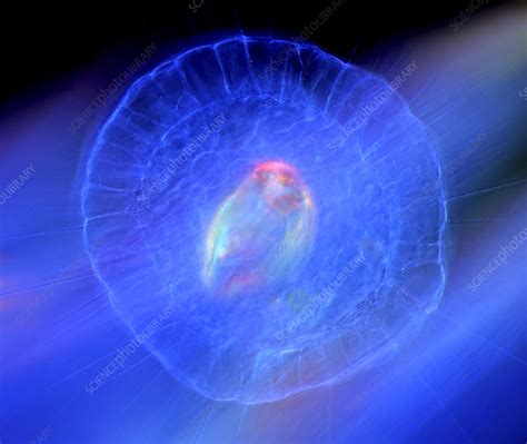 Actinosphaerium Protozoan Micrograph Stock Image C0258929