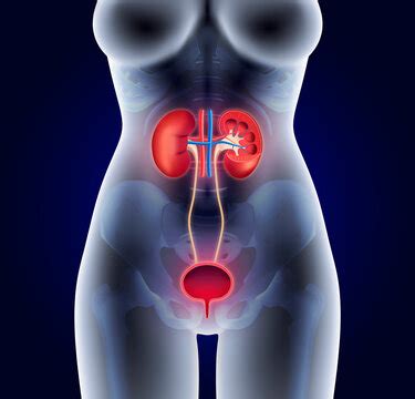 "Urinary Tract" Bilder – Durchsuchen 1,521 Archivfotos, Vektorgrafiken ...