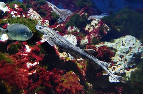 Small Spotted Catshark Facts Diet Habitat And Pictures On Animaliabio