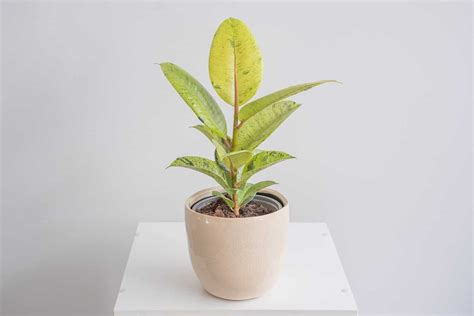 How To Grow And Care For Ficus Shivereana Hort Zone