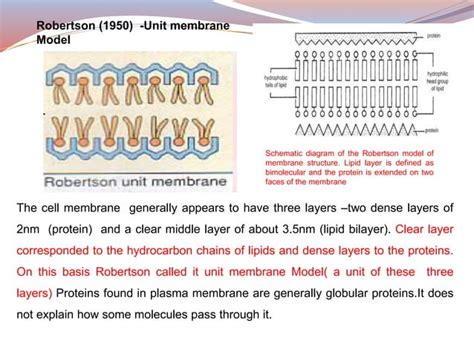 Structure And Function Of Plasma Membrane PPTX Biological Sciences Science