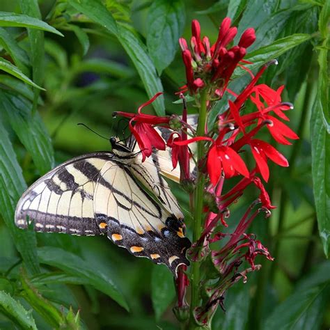 Cardinal Flower Seeds