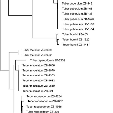 Phylogram Constructed By Neighbor Joining Method Based On Its Download Scientific Diagram