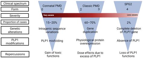 Clinical Classification Of Plp1 Related Disorders The Spectrum Of The Download Scientific