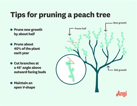 How To Prune A Peach Tree Angi