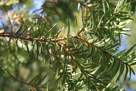 Pine Photography By Kate