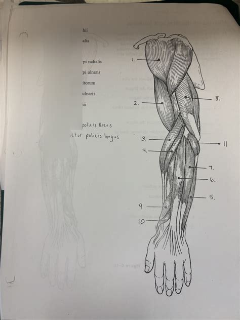 Arm Diagram Diagram Quizlet