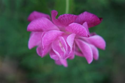 장미 꽃의 근접 촬영 보기 꽃 배경입니다 얕은 Dof 핑크 장미 꽃 장미 정원에서 핑크 장미 상징의 감사와 감사 고 맙 다는 말을 전통적인 방법입니다 0명에 대한 스톡 사진