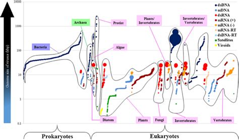 The Dsrna Viruses With Larger And Segmented Genomes Infect Different