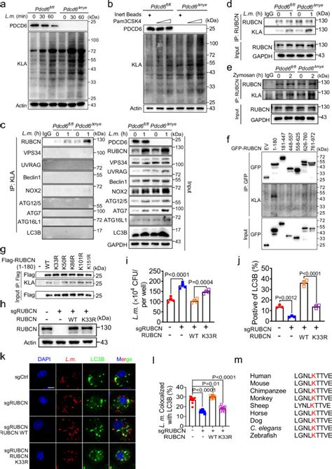 Pdcd6 Regulates Lactate Metabolism To Modulate Lc3 Associated Phagocytosis And Antibacterial
