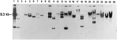 Hybridization Of The Epr Fragment To Dna Fragments Of Various