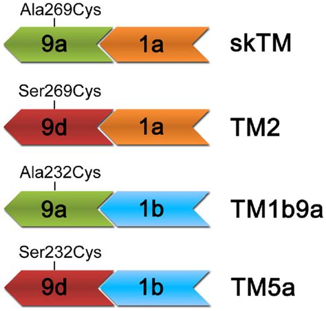 structural differences between c terminal regions of tropomyosin