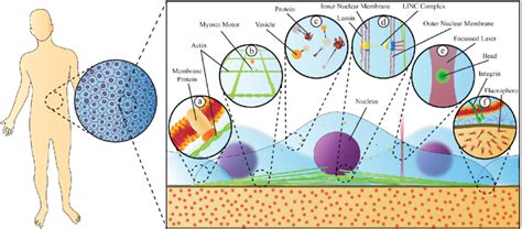 Physical Properties Of Cells Originate From Their Molecular Components