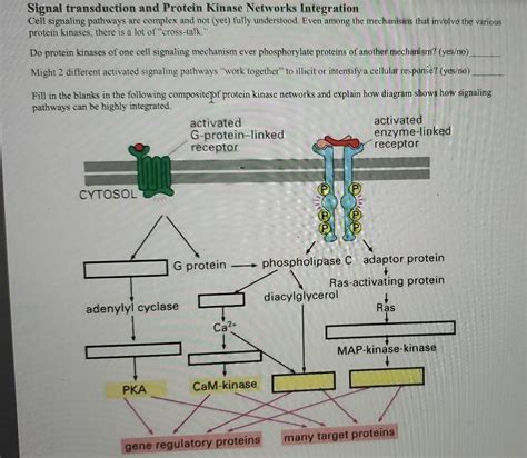 solved signal transduction and protein kinase networks