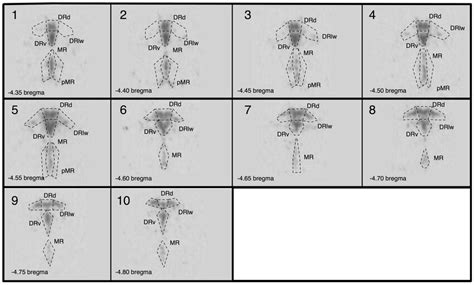 Raphe In Situ Hybridization For Sub Regional Analysis Representative Download Scientific