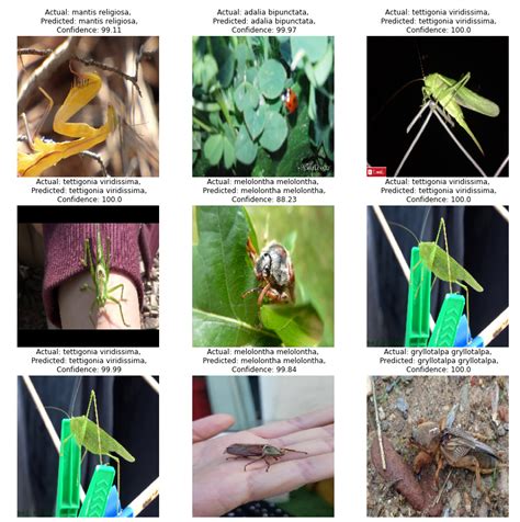 GitHub Deksa89 Insect Classification Model Tensorflow Keras