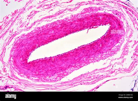 Endothelium Slide The Edifice Of Vasculature On Chips A Focused