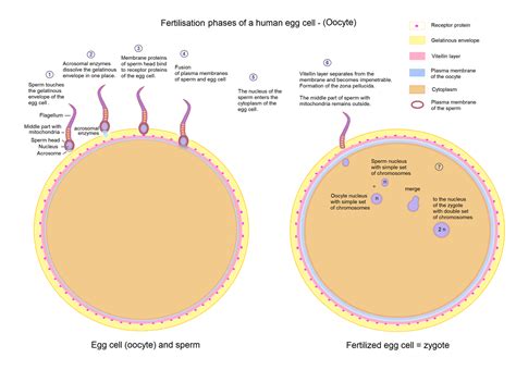 Fertilization — Lesson Science State Board Class 10