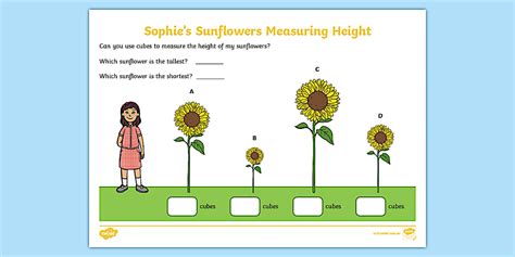 Editable Sophies Sunflowers Measuring Height Worksheet