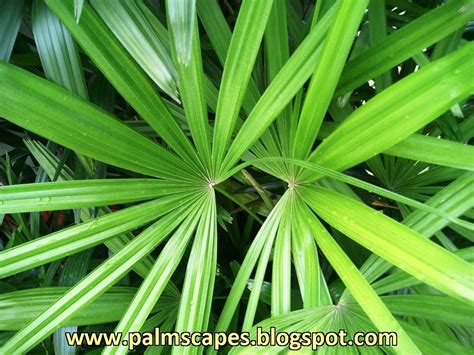Palmscapes The Slender Lady Palm