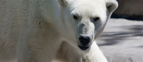 Polar Bear Root Canal Curtis Couch Thousand Oaks