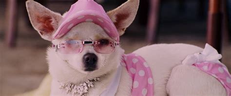 Le Chihuahua De Beverly Hills • Critique • Cinéfilms Planet