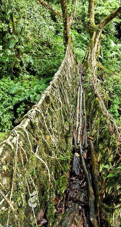 Meghalaya Los Puentes De Raíces Vivas De La India India Western Ghats Shadow Images