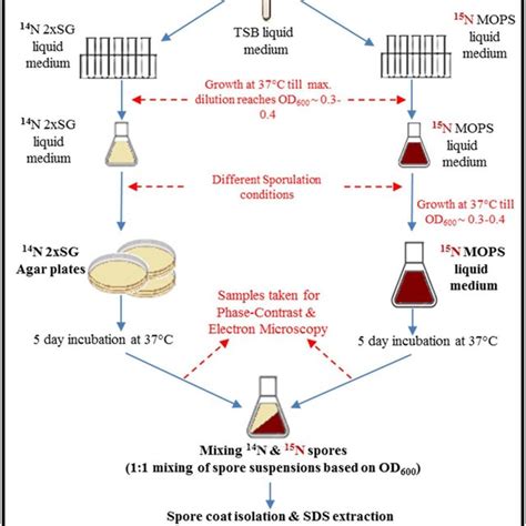 Core Dipicolinic Acid Dpa Content As Per Spore Dry Weight Of Spores