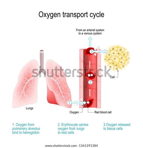Oxygen Transport Cycle Gas Exchange Lungs Stock Illustration