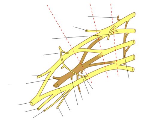 Brachial Plexus Diagram Quizlet Brachial Plexus Diagram Quizlet