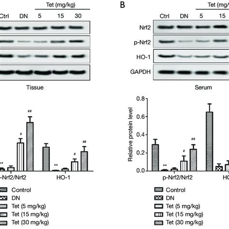 Tet Activated Nrf2 Ho 1 Pathway In Dn Rat Model A Representative
