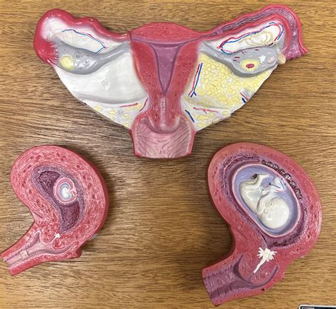 Female Reproductive 2 Diagram Quizlet Female Reproductive 2 Diagram Quizlet