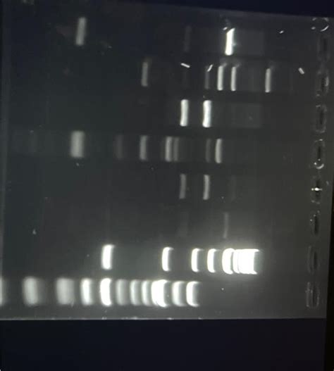 Solved Create A Plasmid Map For Puc18 Which Shows The