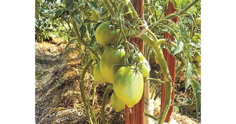 Колко често да се торят доматите Български Фермер