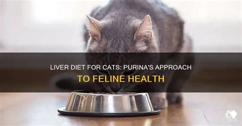 Liver Diet For Cats Purinas Approach To Feline Health Petshun