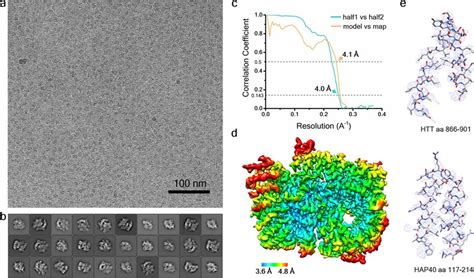 Cryo Em Analysis Of The Htthap40 Complex A Representative Micrograph