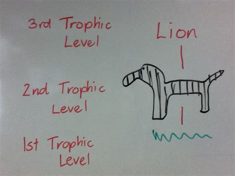 Difference Between Food Chain And Food Web