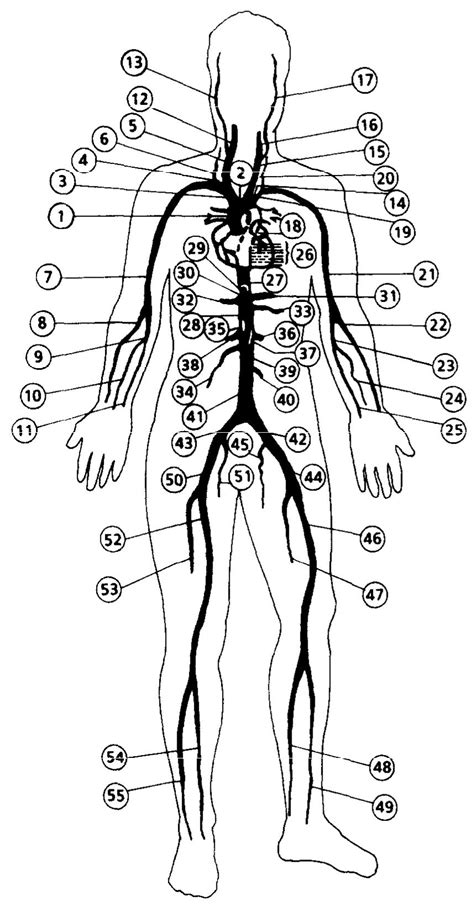 Model Of The Human Arterial System
